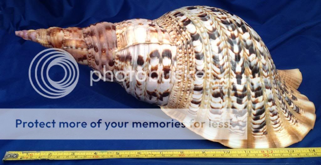 Pacific Triton Seashell large Trumpet Triton shell | eBay