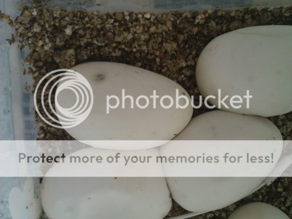 Royal Python Eggs Dimpling? | Reptile Forums