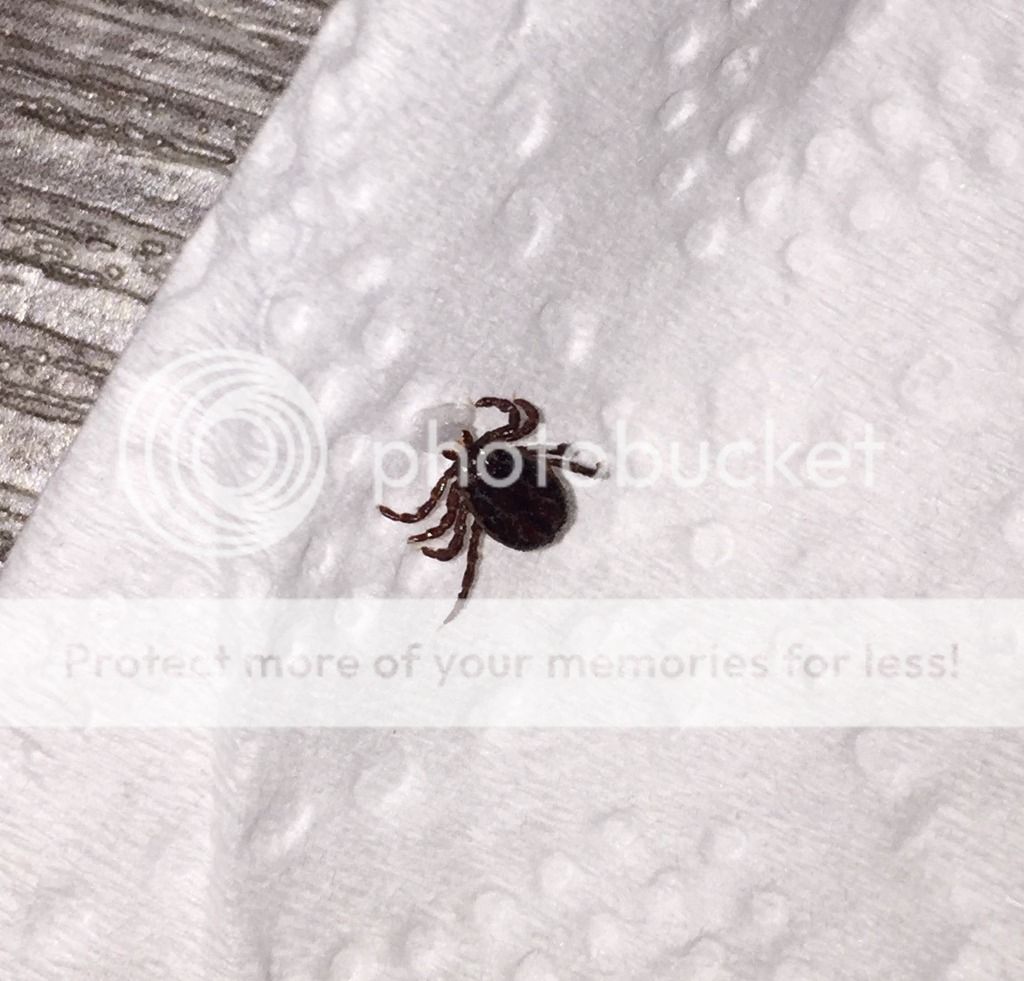 Found a tick on my scalp, what do I do? > General Discussion > AR15.COM